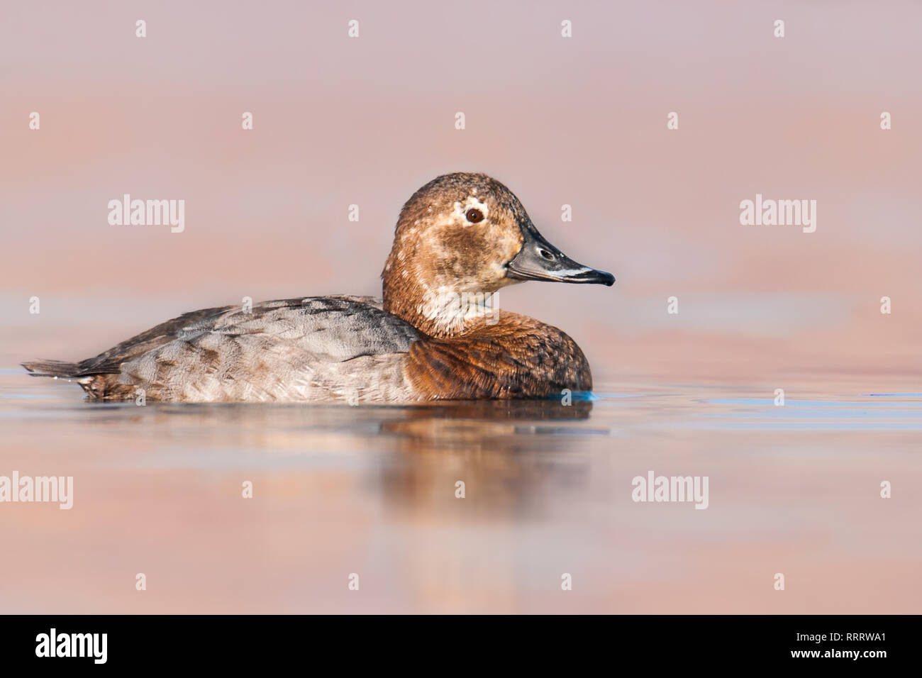 Female of Common pochard (Aythya ferina), beautiful bird from lakes and ...
