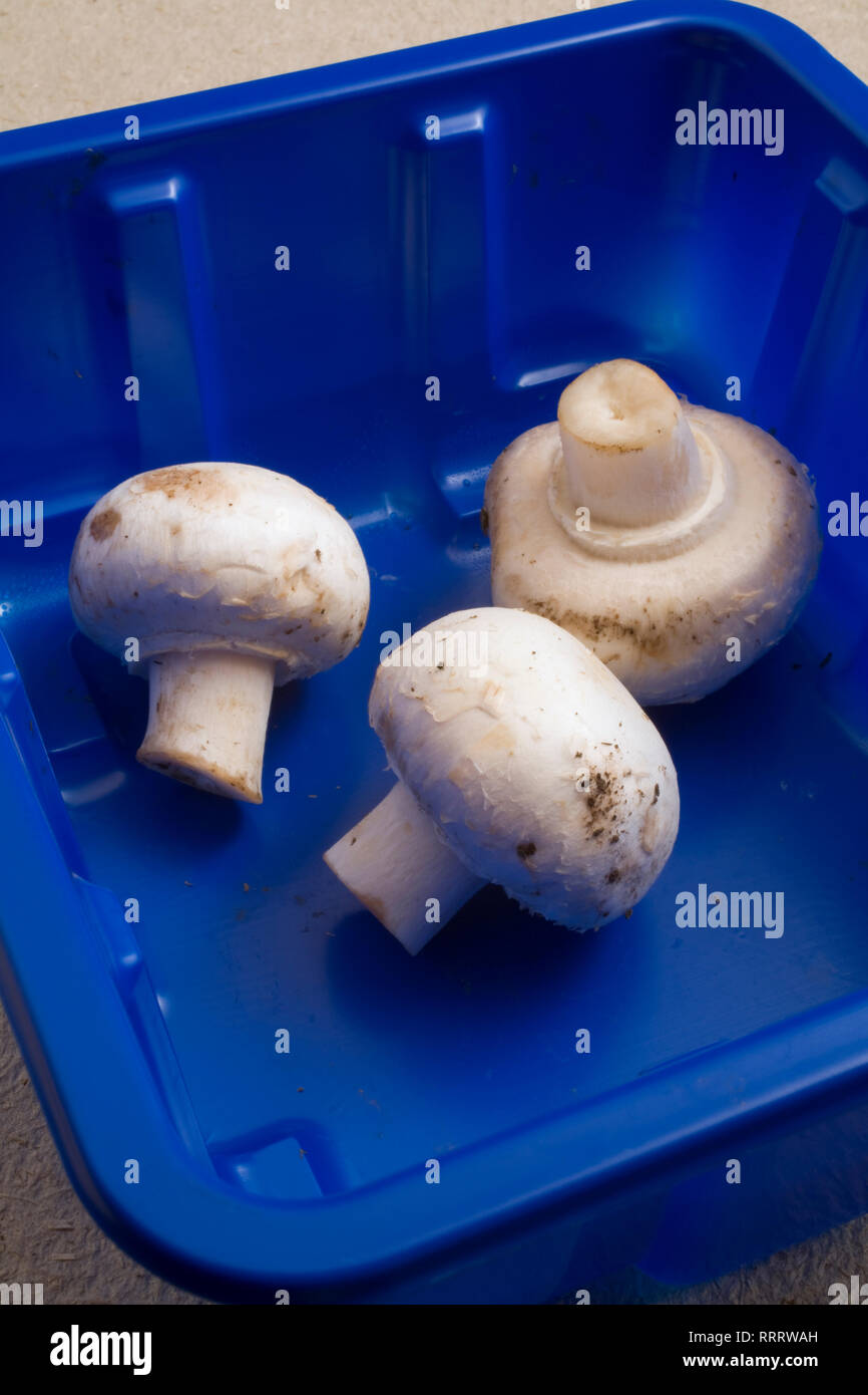Blue stain fungi hi-res stock photography and images - Alamy