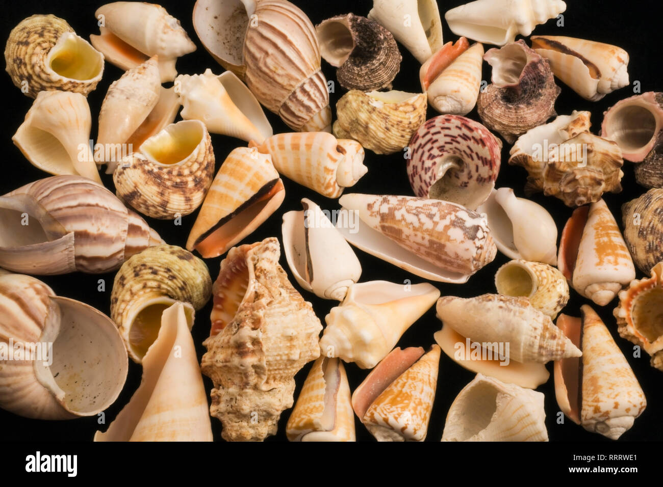 Assorted conch shells on a black background Stock Photo - Alamy
