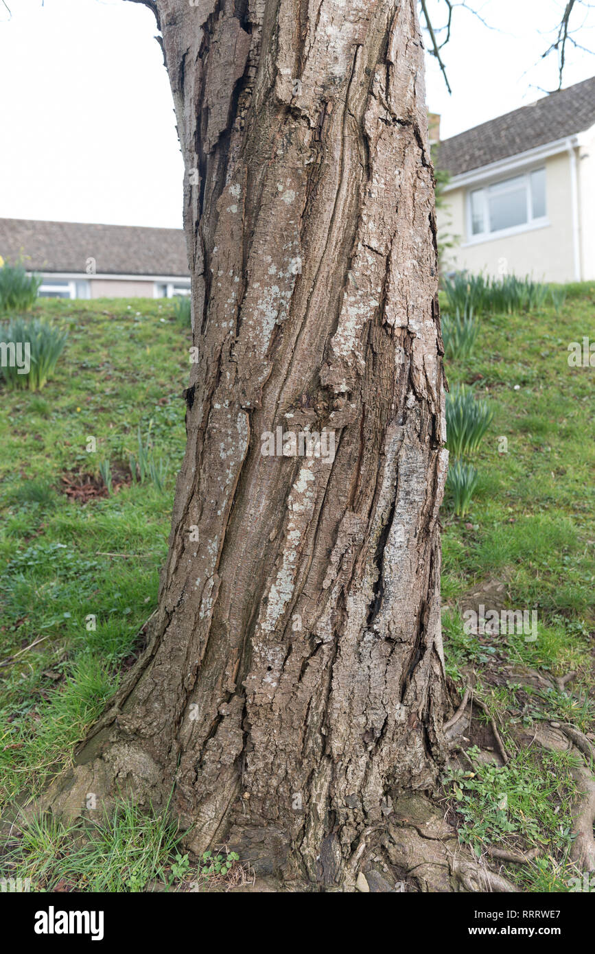 close up of tree showing bark Stock Photo - Alamy