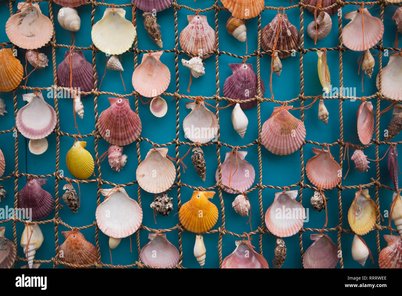 Assorted seashells displayed on a fishing net Stock Photo - Alamy