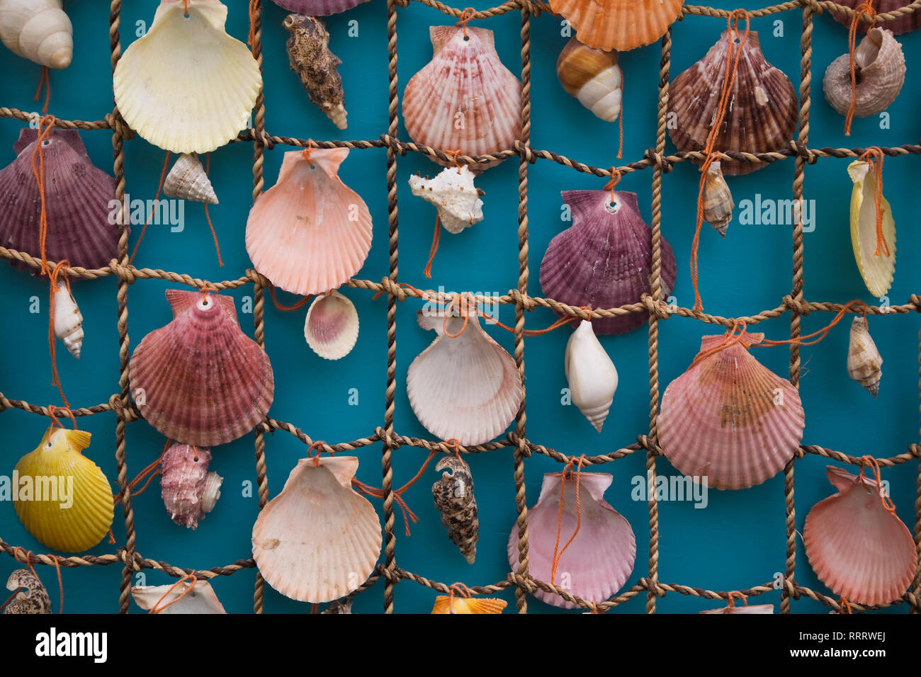 Assorted seashells displayed on a fishing net Stock Photo - Alamy
