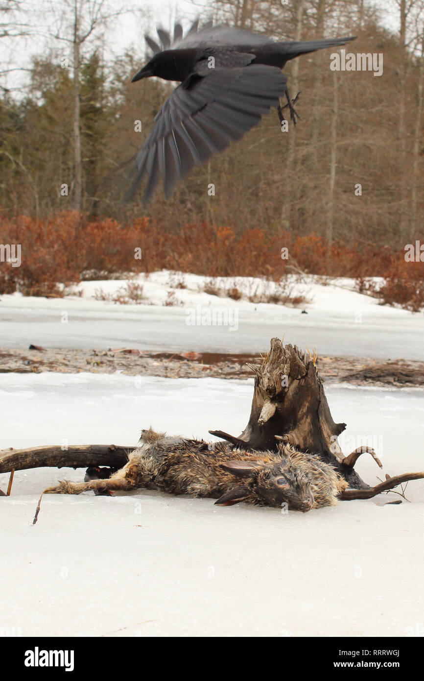 Common raven flying hi-res stock photography and images - Alamy