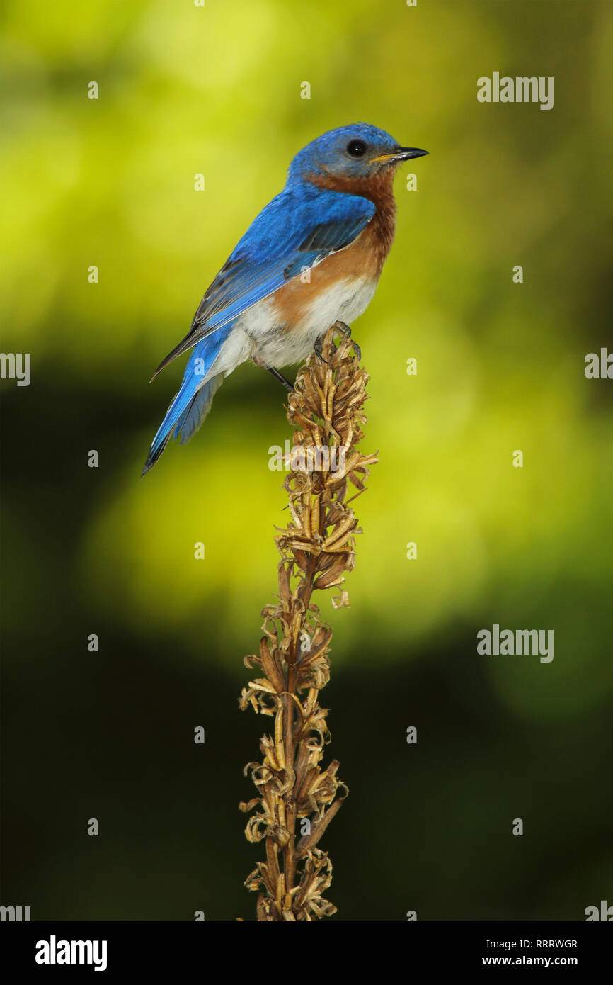 Bluebird species hi-res stock photography and images - Alamy