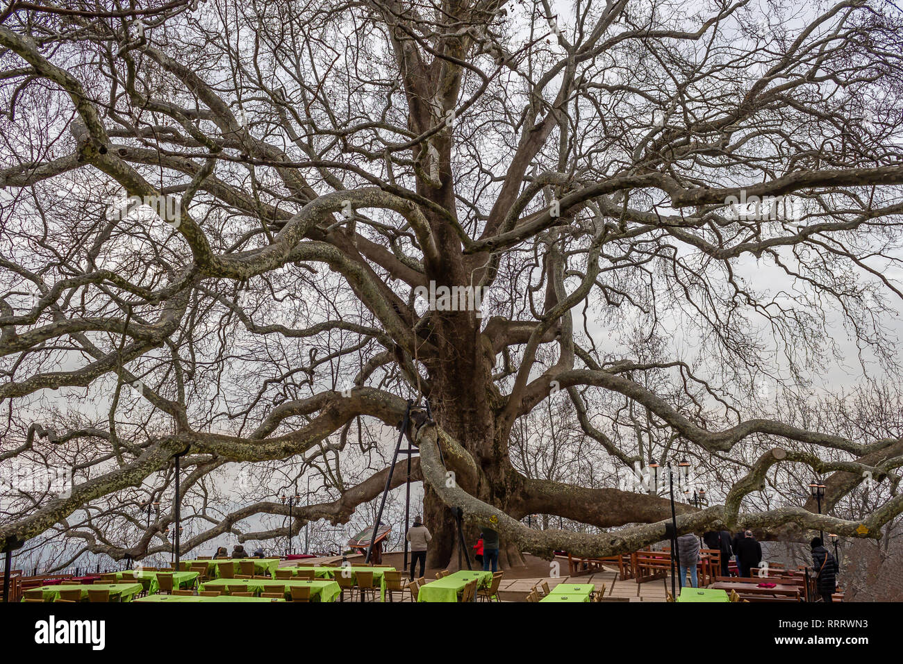 Very old plane trees hi-res stock photography and images - Alamy