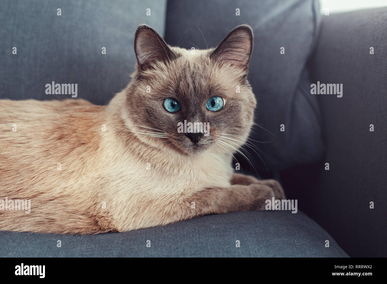 Beautiful colorpoint blue-eyed cat lying on couch sofa looking in ...