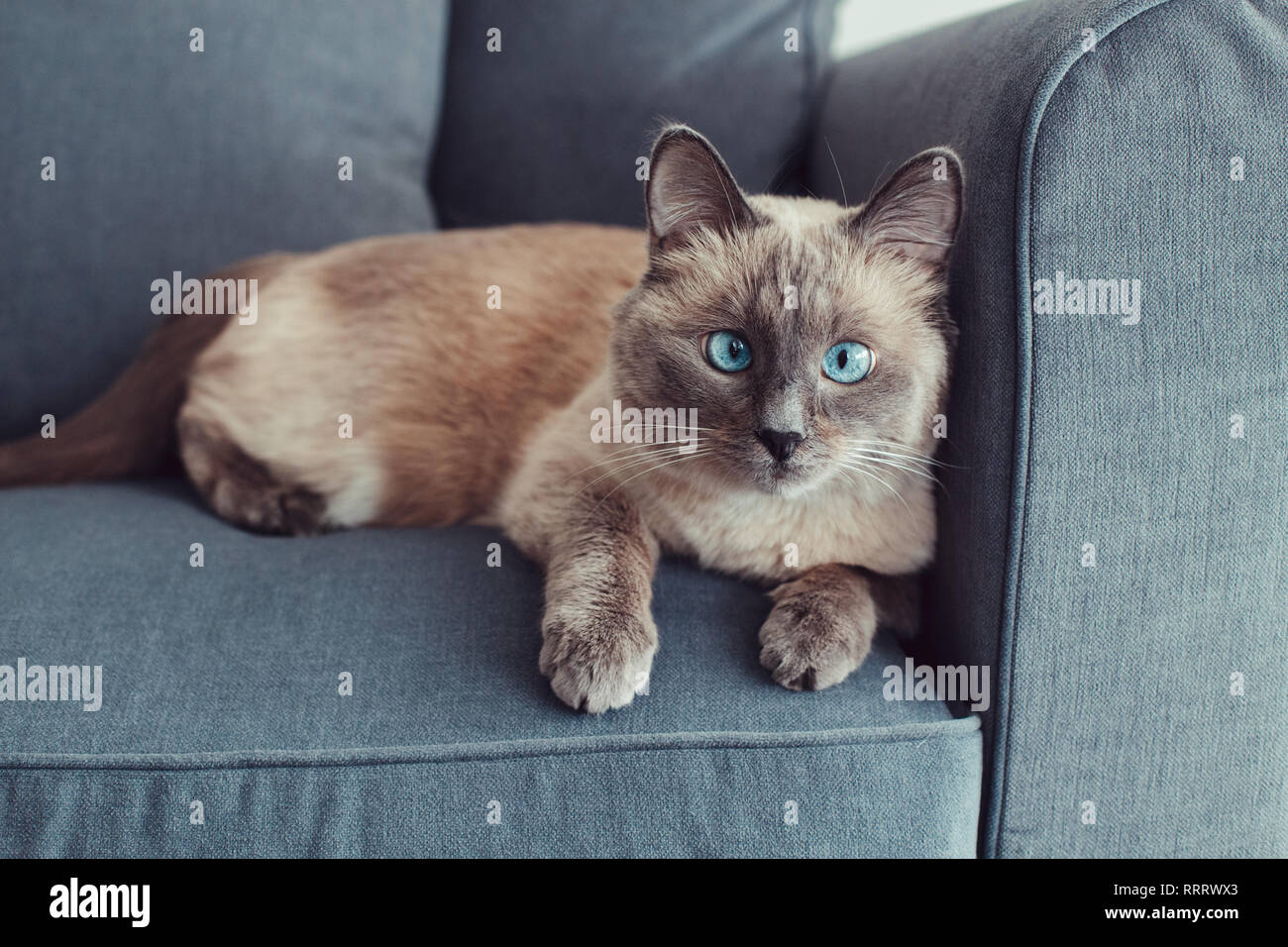 Beautiful colorpoint blue-eyed cat lying on couch sofa looking in ...