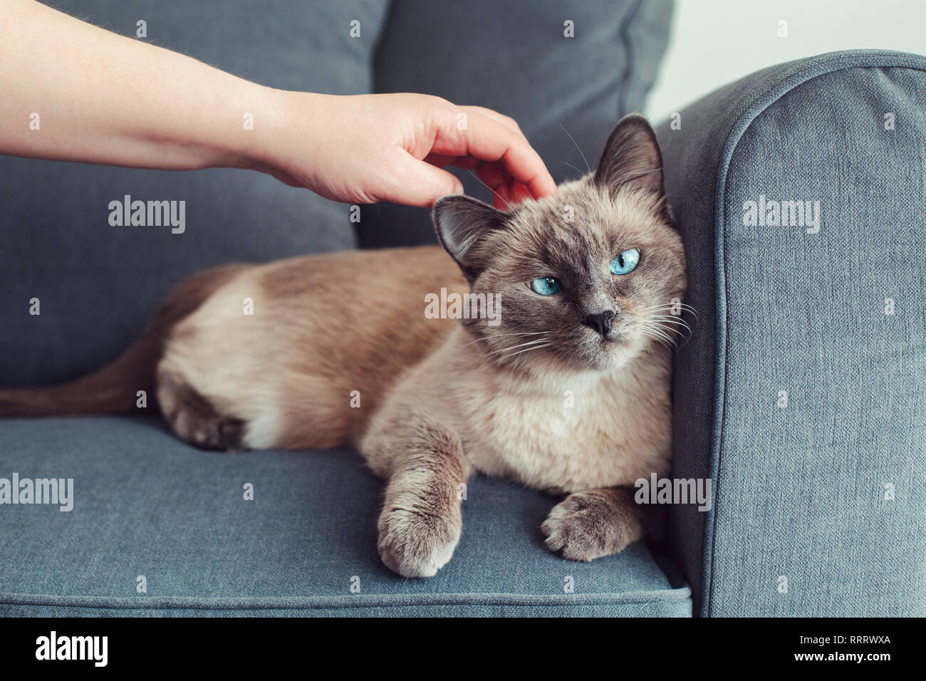 Beautiful colorpoint blue-eyed cat lying on couch sofa. Owner petting ...