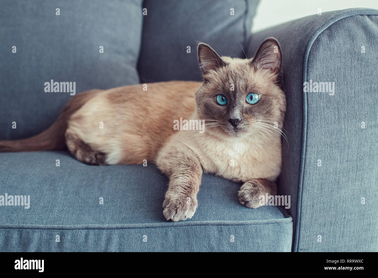 Beautiful colorpoint blue-eyed cat lying on couch sofa looking in ...