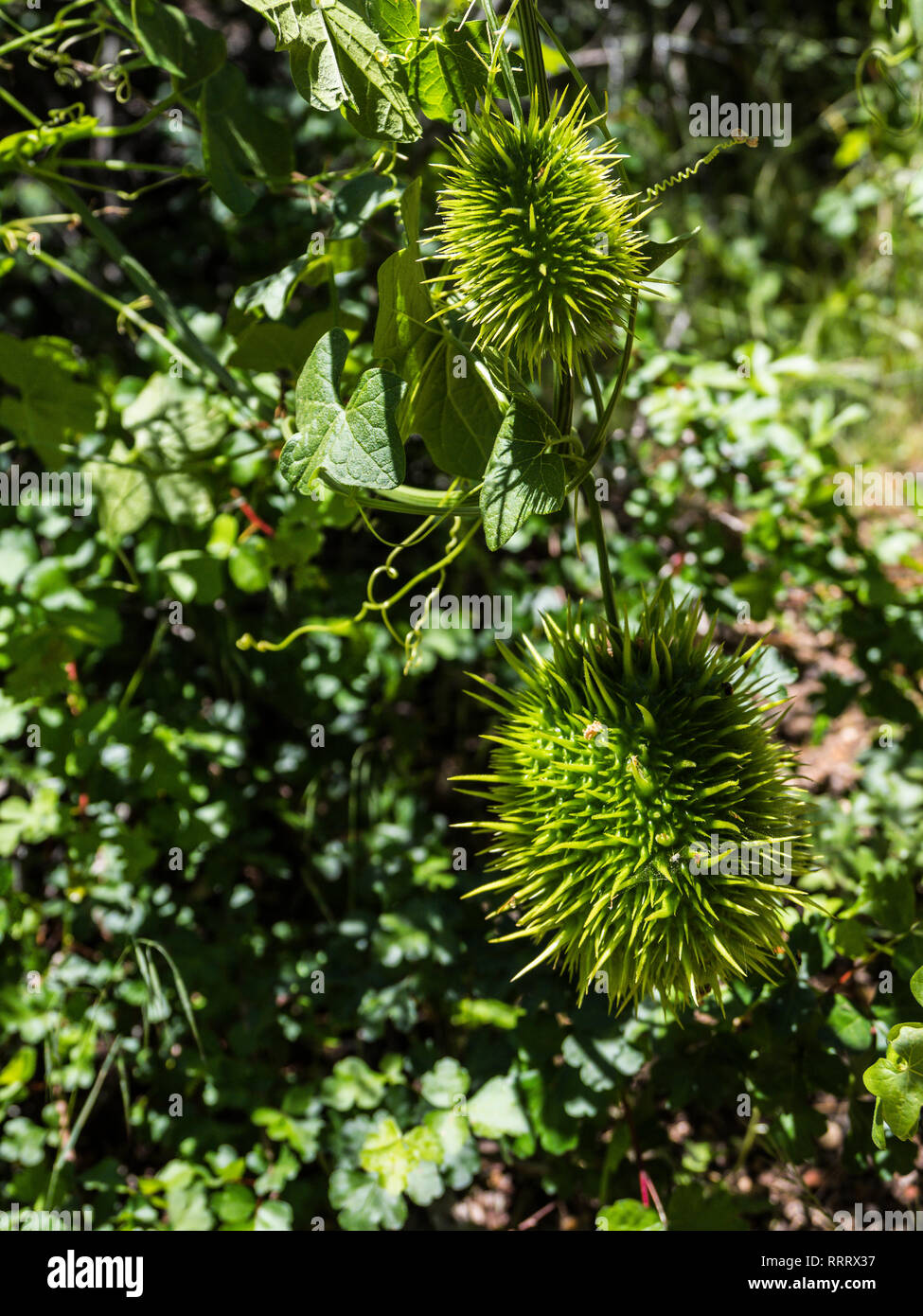 spiny seed capsules of wild cucumber (Marah macrocarpus) in palomar ...
