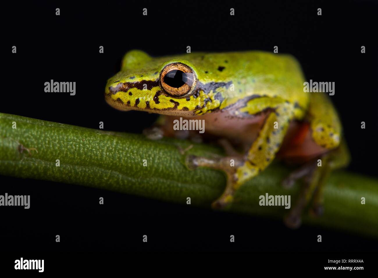 Cinnamon-bellied reed frog (Hyperolius cinnamomeoventris Stock Photo ...