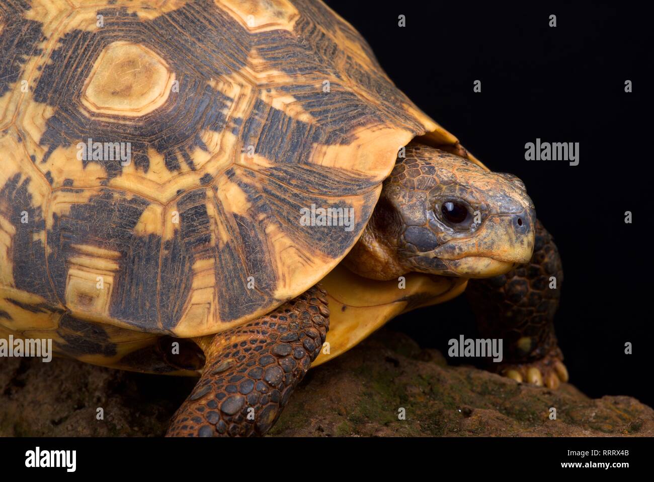 Bell's Hinged tortoise (Kinixys belliana Stock Photo - Alamy