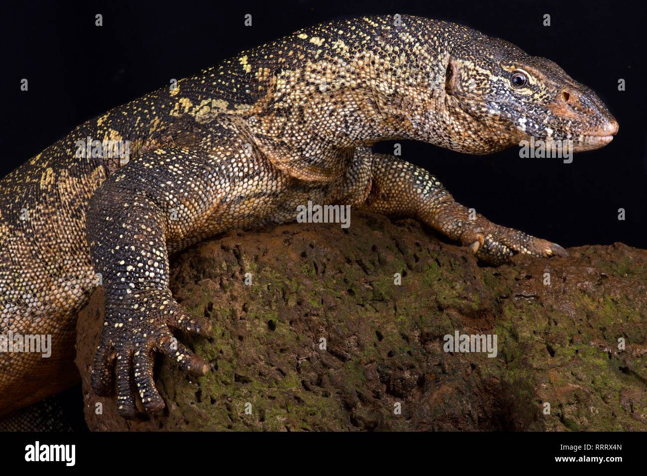 Nile monitor (Varanus niloticus Stock Photo - Alamy