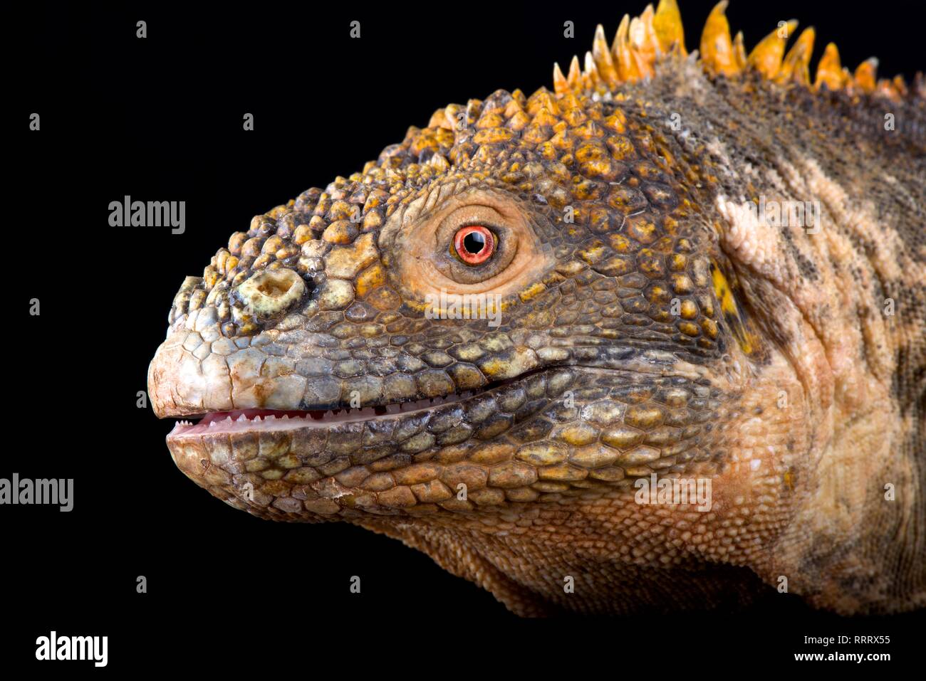 Galapagos land iguana (Conolophus subcristatus Stock Photo - Alamy