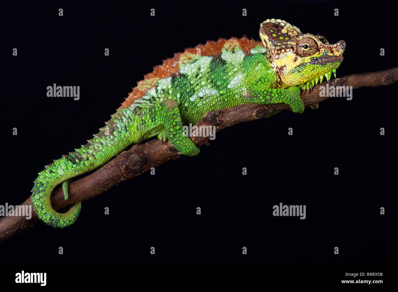 Mount elgon hi-res stock photography and images - Alamy