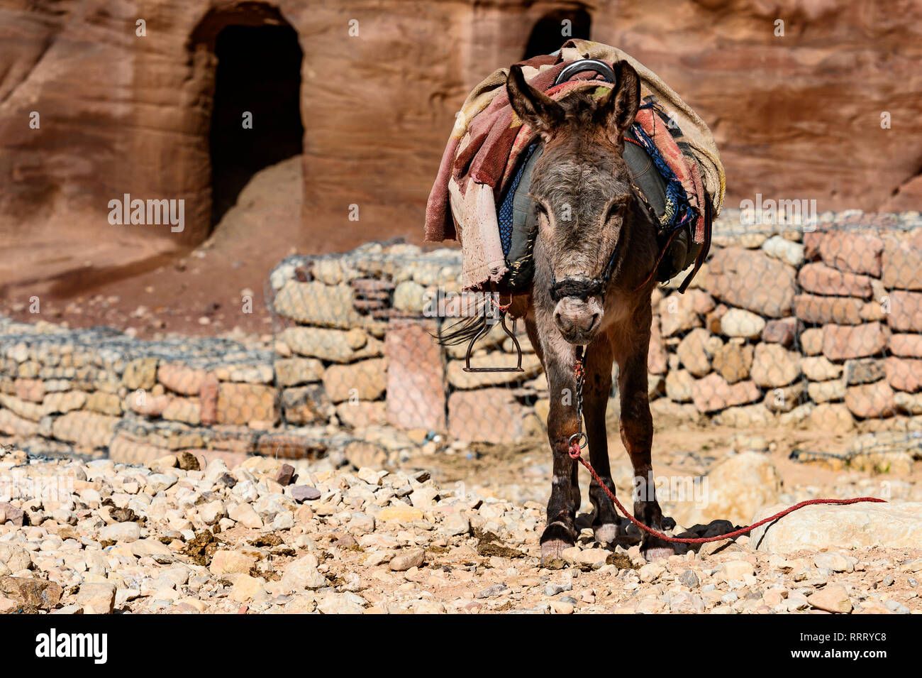 Close-up view of two a poor donkey in the Unesco World Heritage Site in ...