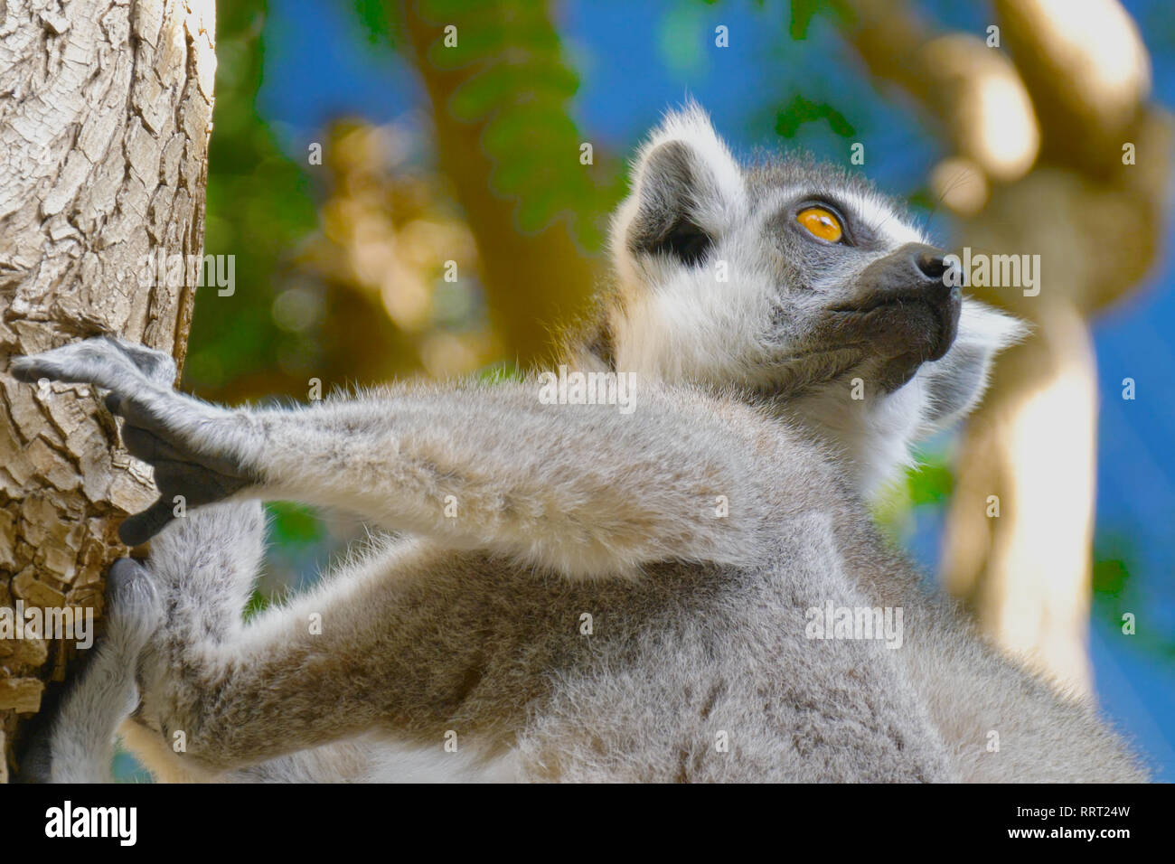 Lemur cat hi-res stock photography and images - Alamy