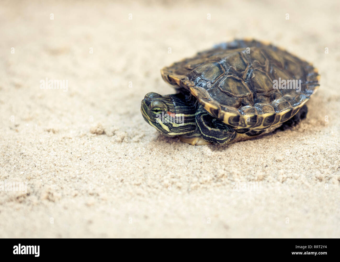 Cumberland Slider Turtle High Resolution Stock Photography and Images ...