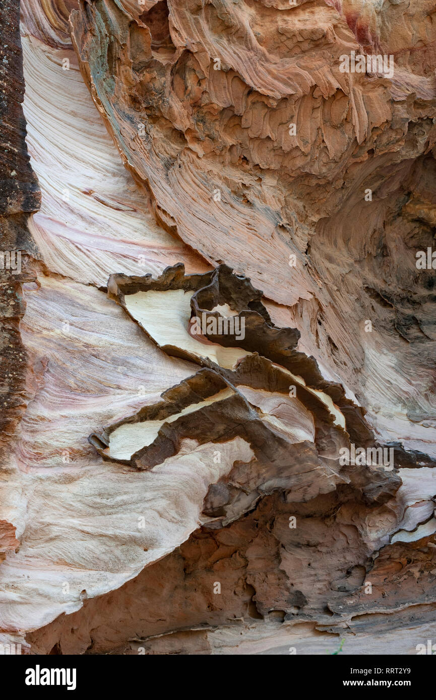 Pilliga Forest, New South Wales, Australia Stock Photo - Alamy