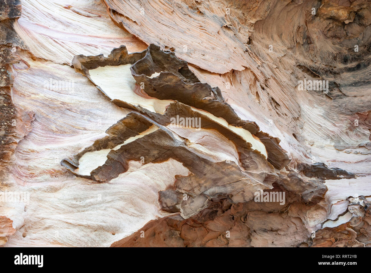 Pilliga Forest, New South Wales, Australia Stock Photo - Alamy