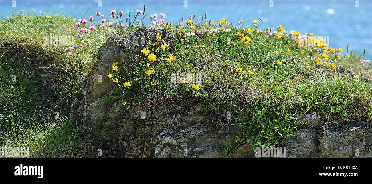 Wild flowers on cliff, Dodman, Cornwall, 250516 Stock Photo - Alamy