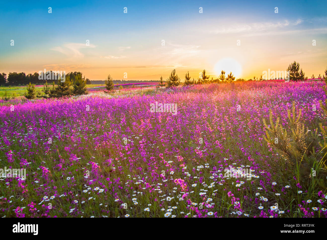 Purple Field Lovely Meadow Beautiful Spring Landscape With Flowering