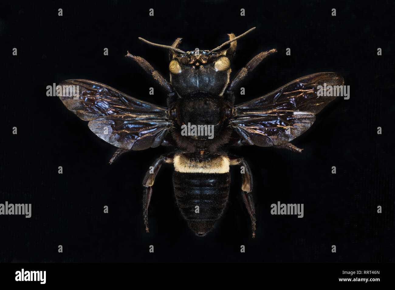 Wallace's Giant Resin Bee, Megachile pluto Stock Photo - Alamy