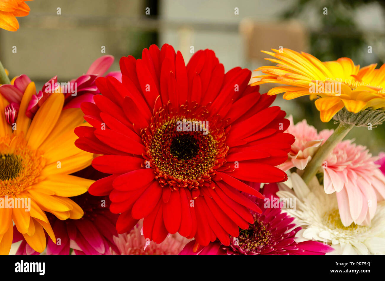 Red And White Gerbera Daisy Bouquet