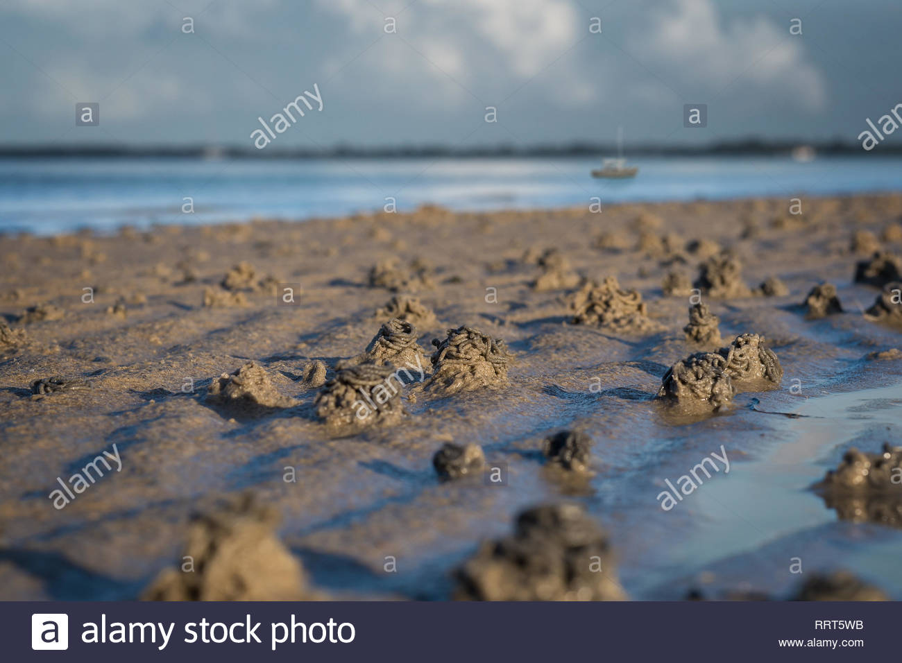 Lugworm Sandworm Stock Photos & Lugworm Sandworm Stock Images - Alamy