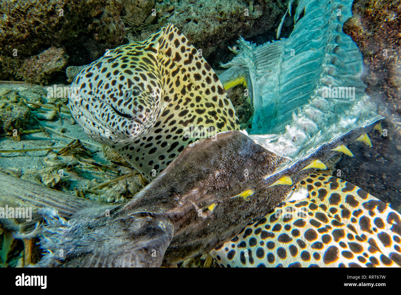 Leopard eating fish hi-res stock photography and images - Alamy