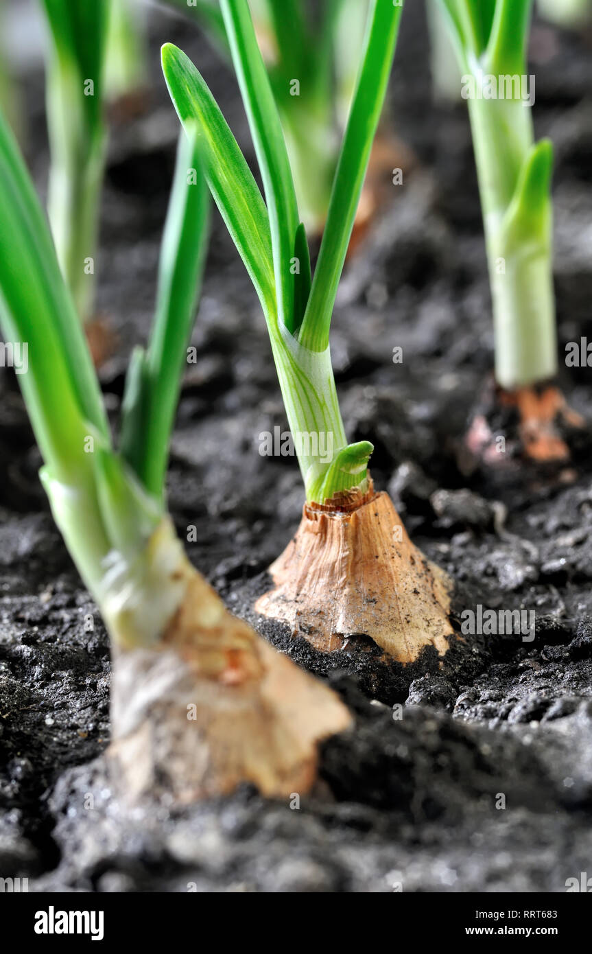 Onion stem hi-res stock photography and images - Alamy