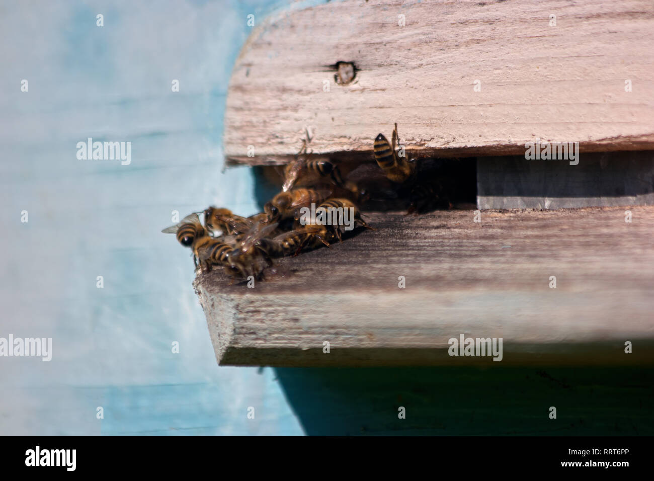 Flies swarm house hi-res stock photography and images - Alamy