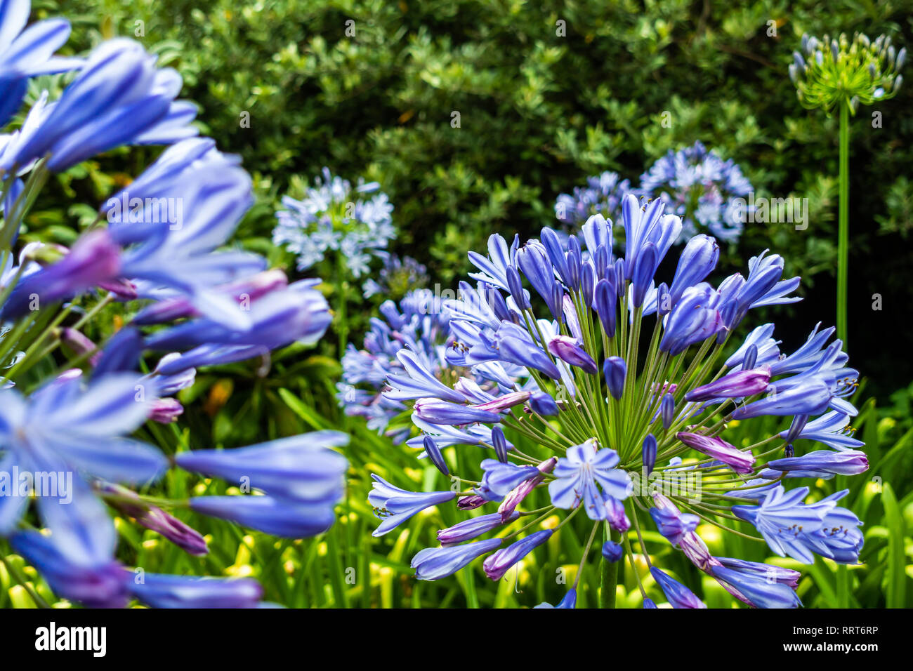 Beautiful blue flowers at Kirstenbosch Botanical Garden in Cape Town ...