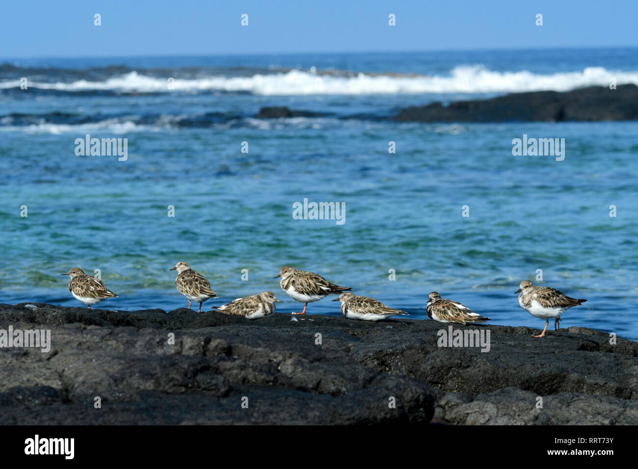 Island of birds hi-res stock photography and images - Alamy