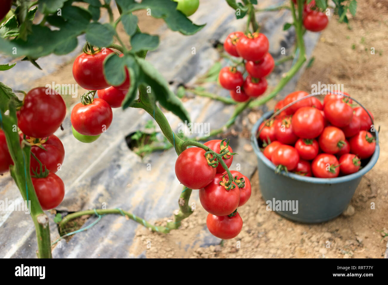 Tomatoes growing in commercial greenhouse hi-res stock photography and ...