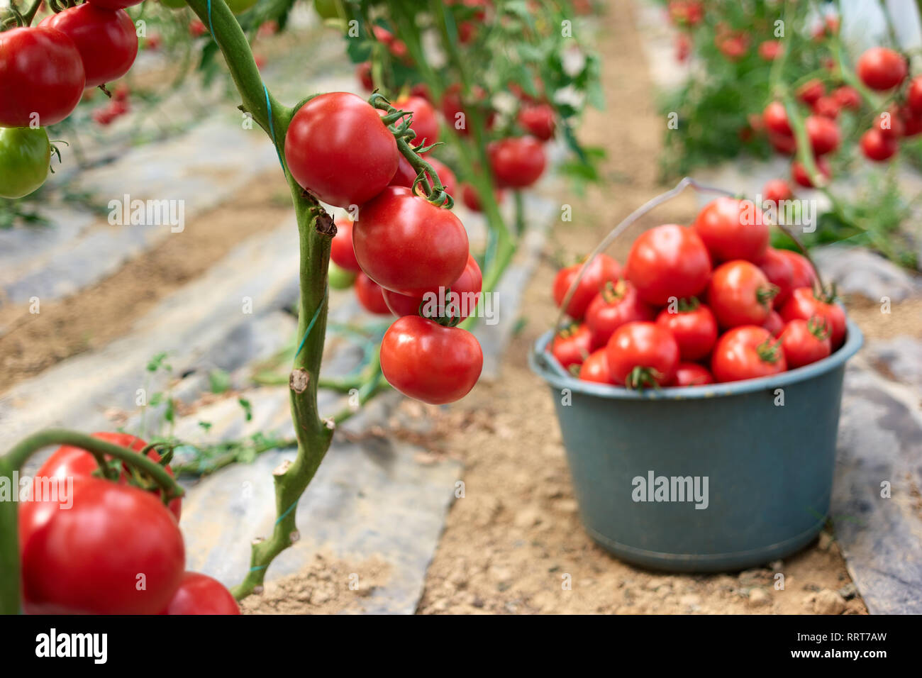 Tomatoes ready for planting hi-res stock photography and images - Alamy