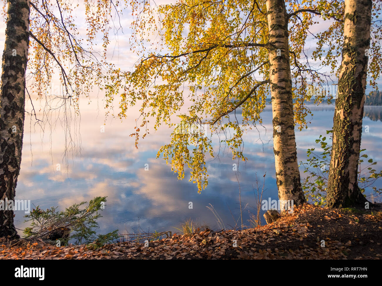 Scenic view of autumn landscape, fall colors trees, blue water, tree ...