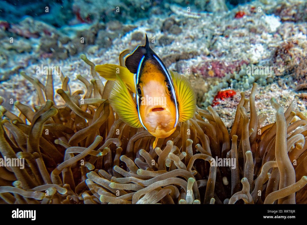 Nemo anemone fish looking hi-res stock photography and images - Alamy