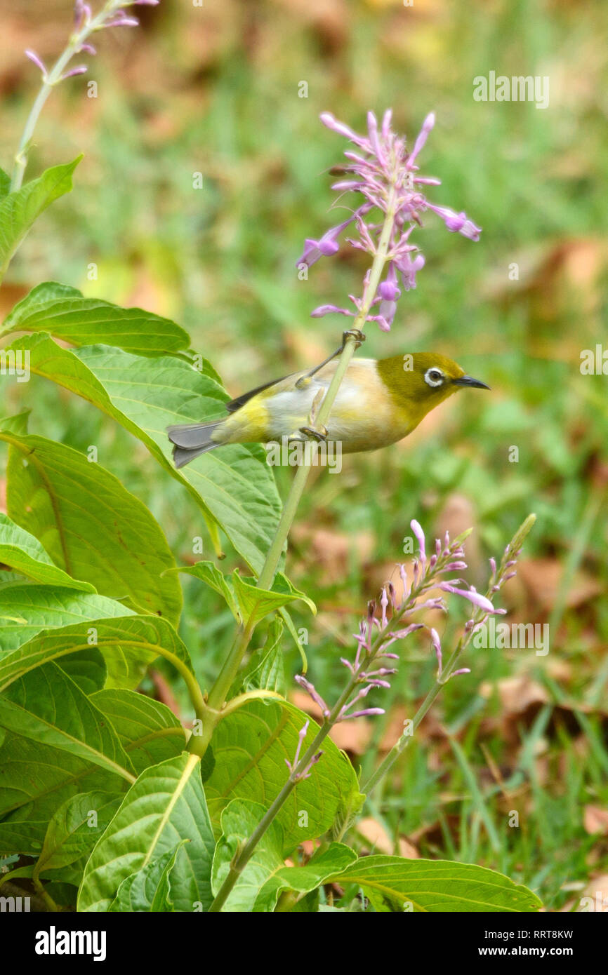 South Pacific, USA, Hawaii, Hawaiian, Island, Kauai, Bird Stock Photo ...