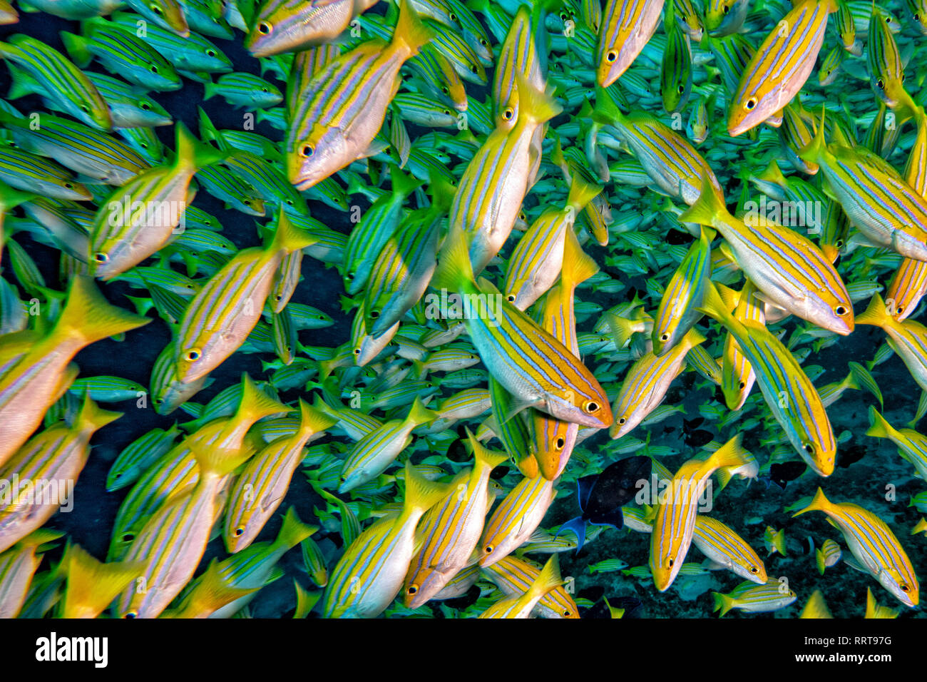 school of yellow Snapper Lutjanidae while diving maldives Stock Photo ...