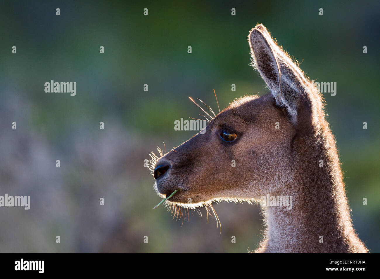 Kangaroo Face Profile Closeup Portrait Of A Red Kangaroo | Premium