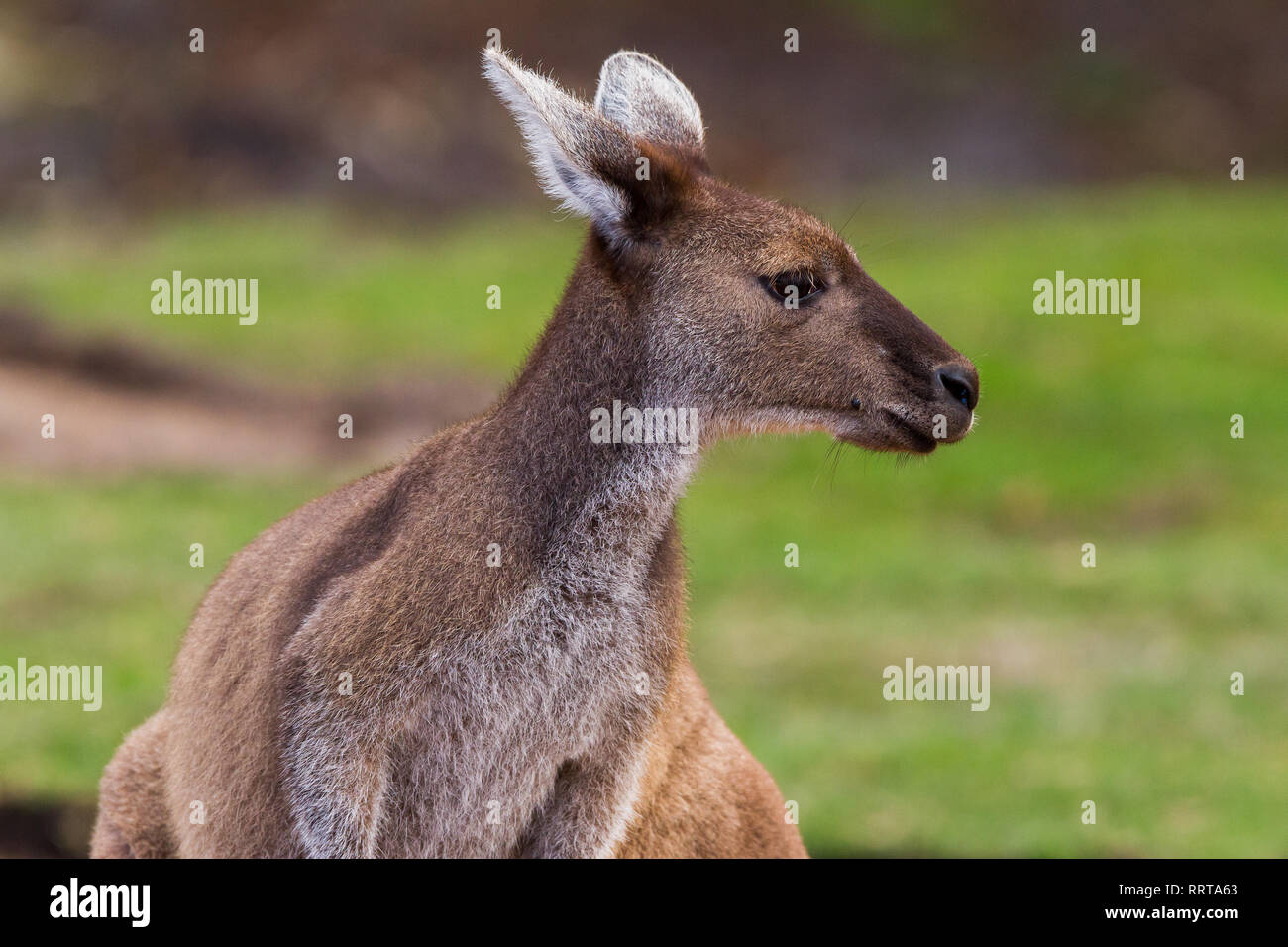 close up powerful kangaroo top half only Stock Photo - Alamy