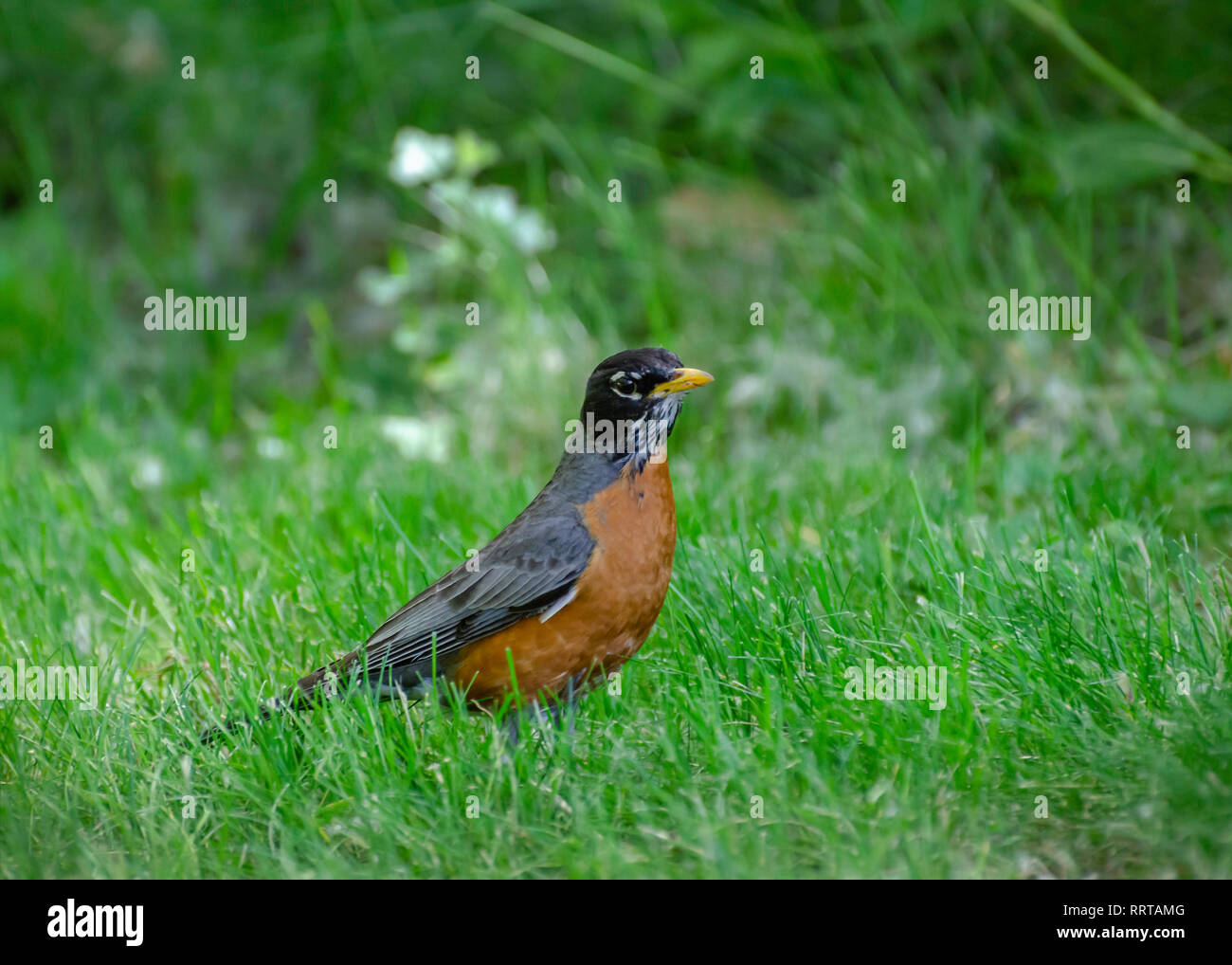 Robin profile hi-res stock photography and images - Alamy