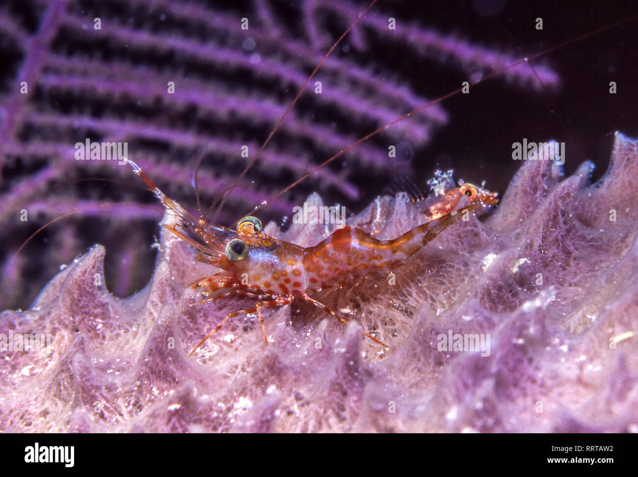 Alpheus is a genus of snapping shrimp of the family Alpheidae Stock ...