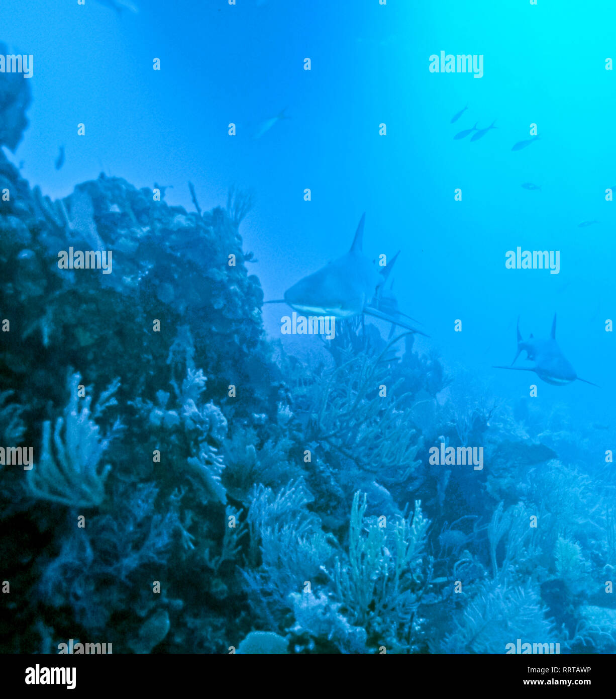 oceanic whitetip shark,Carcharhinus longimanus Stock Photo - Alamy