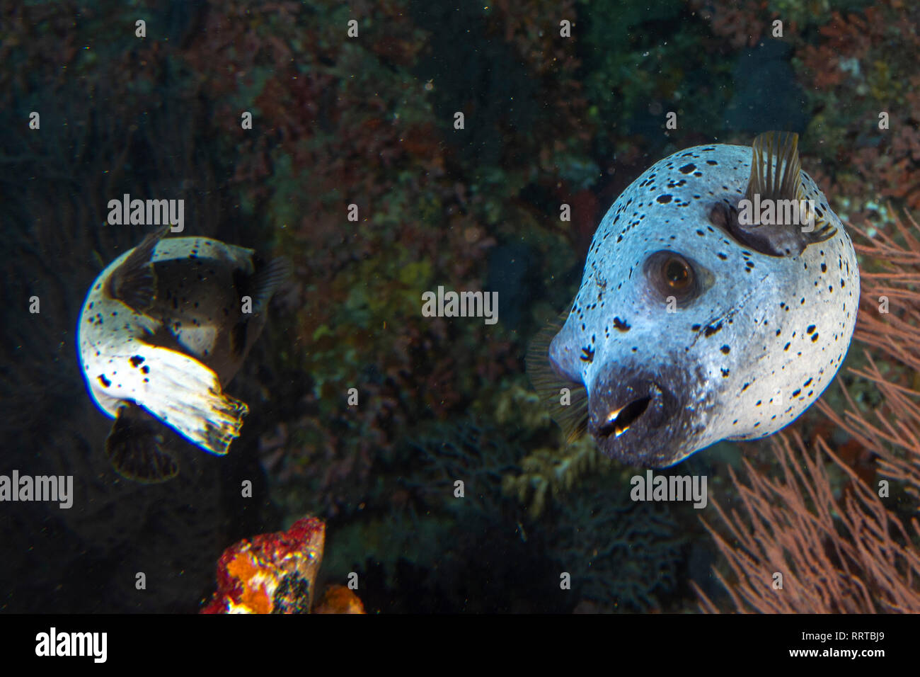 A puffer fish close up portrait Stock Photo - Alamy