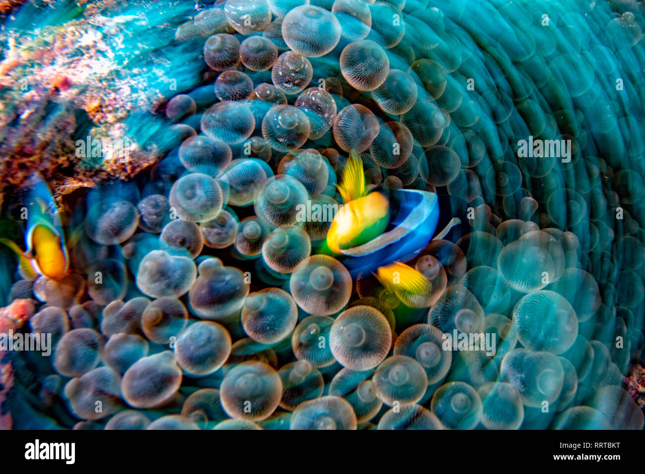 Move the fish hi-res stock photography and images - Alamy