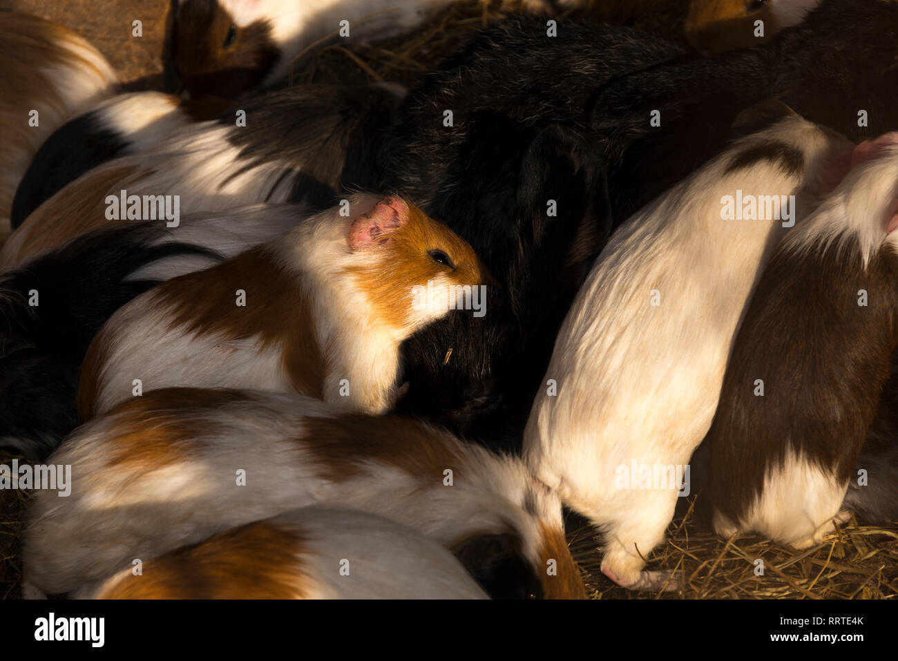 Guinea Pigs and Rabbits Stock Photo - Alamy