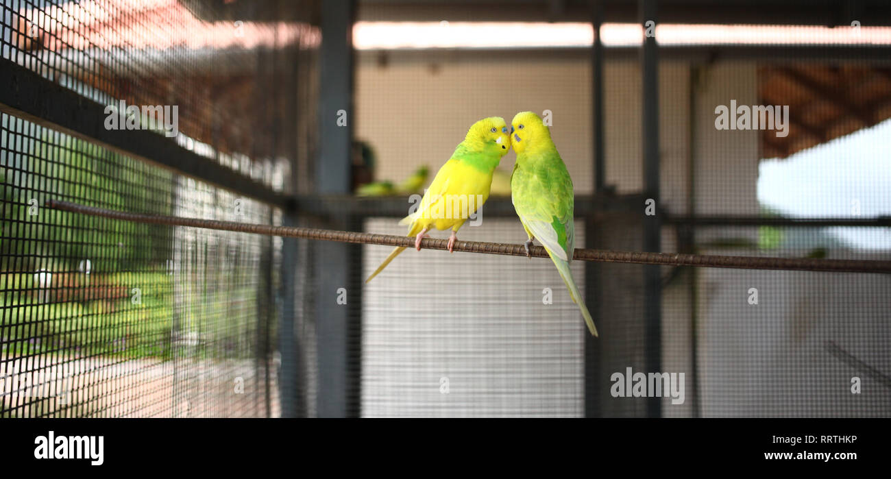 Smallest parrot hi-res stock photography and images - Alamy