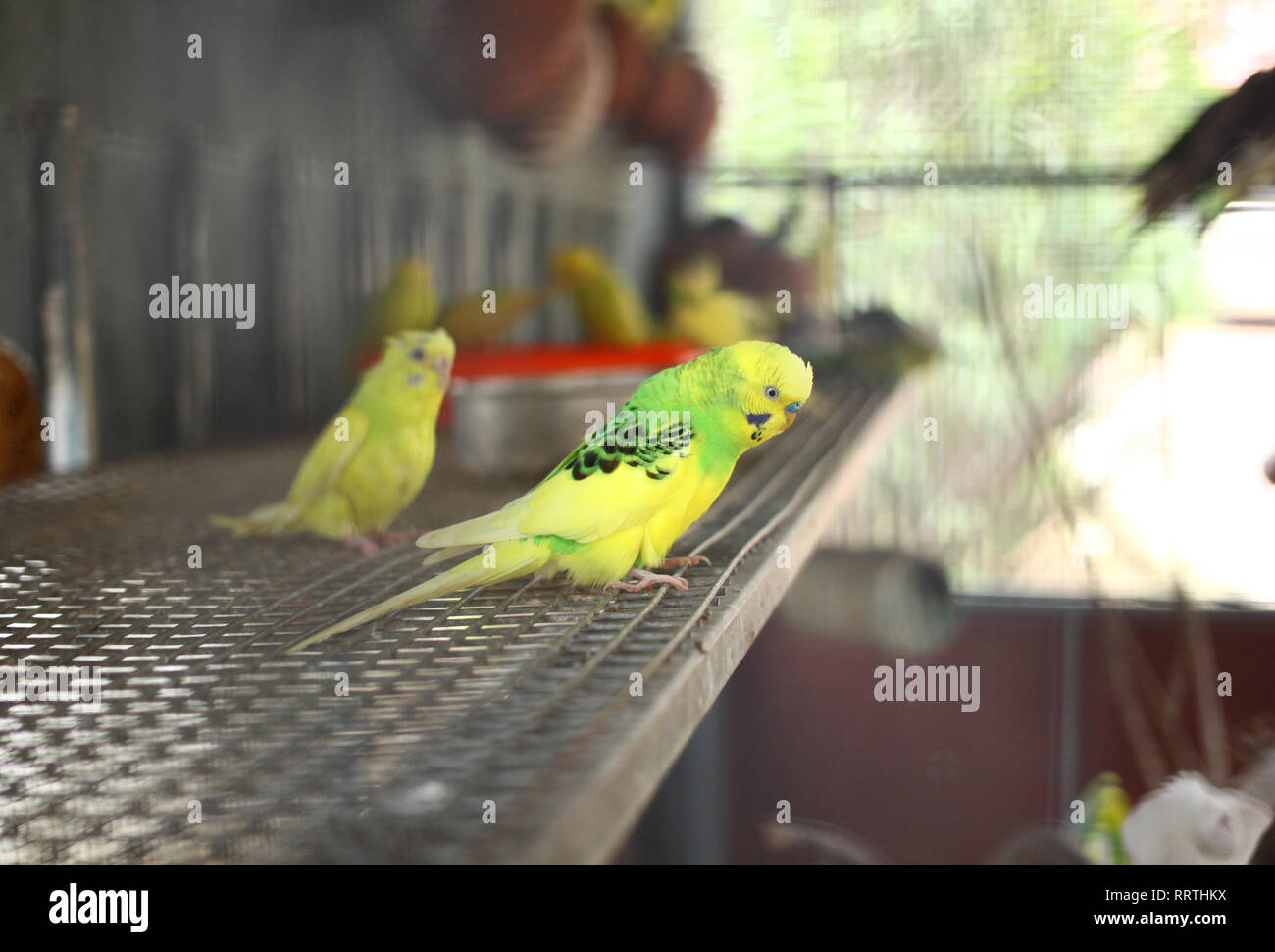 Smallest parrot hi-res stock photography and images - Alamy